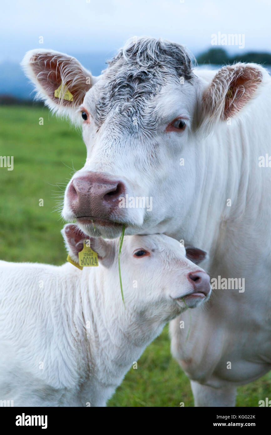 Wildlife: Female cow with it's baby Stock Photo - Alamy