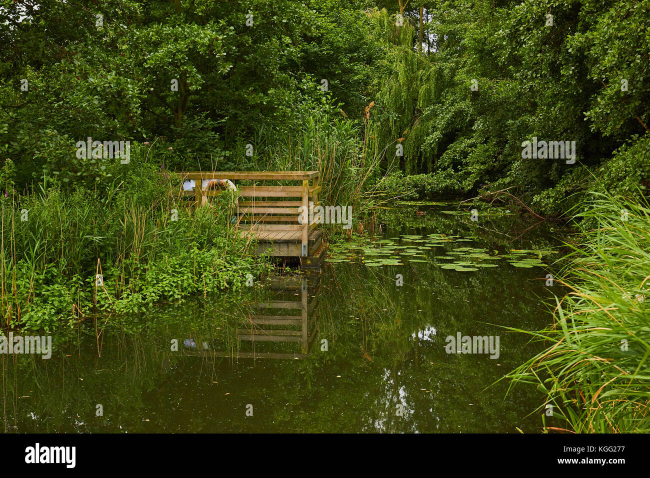 Wooden plaform in nature reserve, England Stock Photo - Alamy