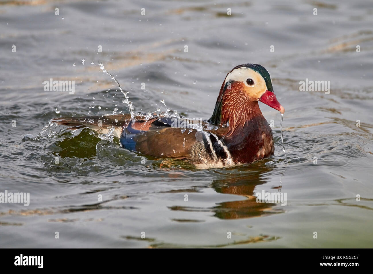 Mandarin duck swimming on lake hi-res stock photography and images - Alamy
