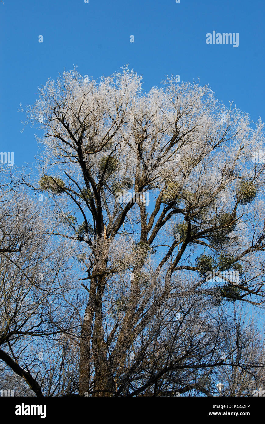 Mistletoe on a tree covered with frost in Salzburg, Austria Stock Photo ...