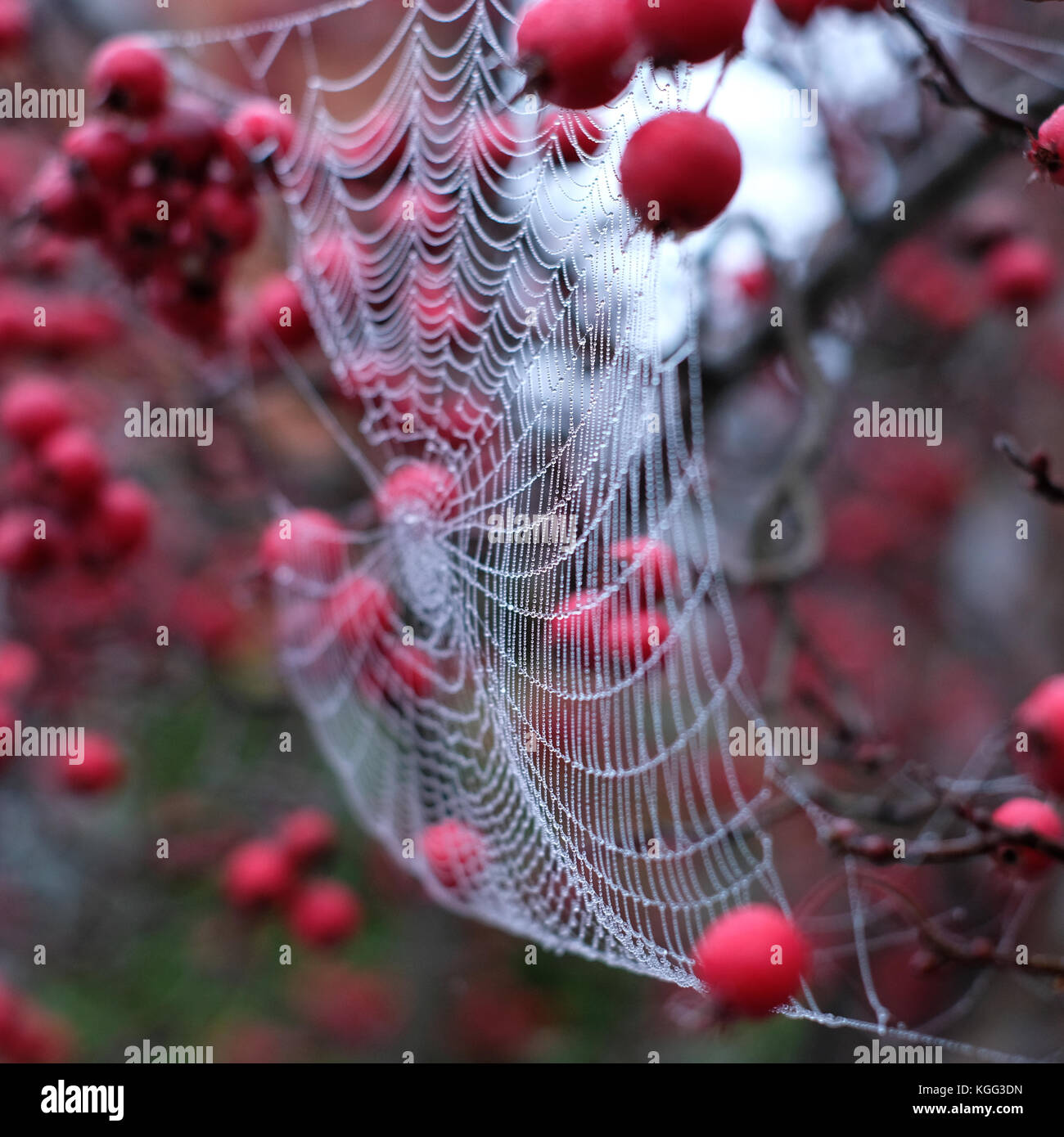 Spider's web hanging from crab apple tree in autumn Stock Photo - Alamy