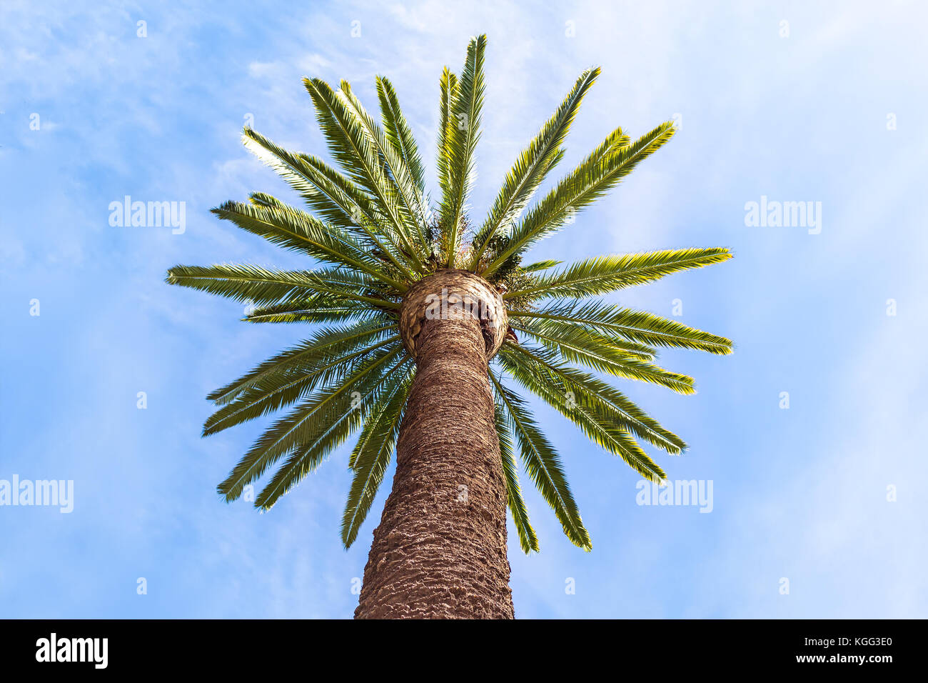 Palm tree from below with blue sky background Stock Photo - Alamy