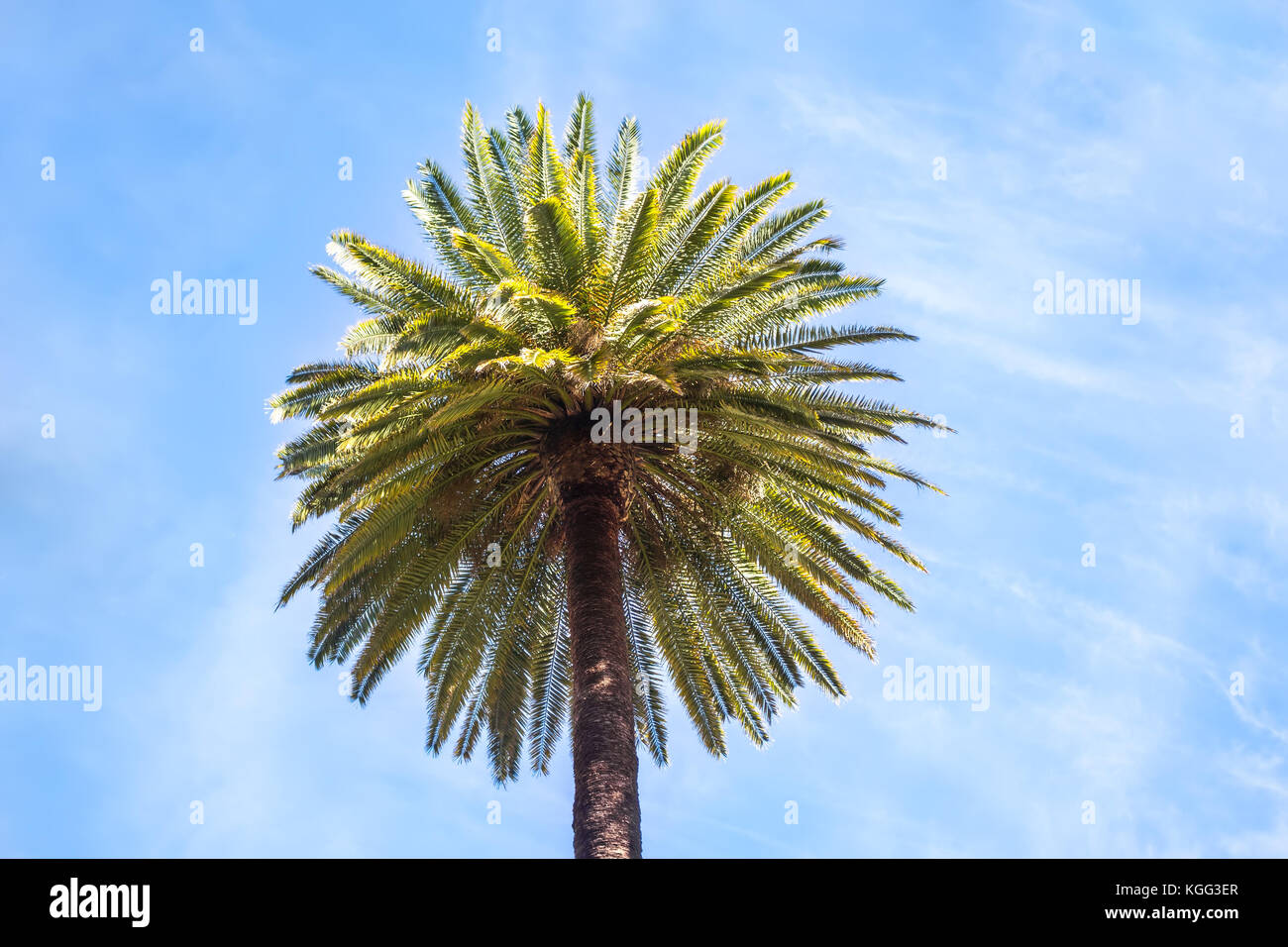 Palm tree from below with blue sky background Stock Photo - Alamy