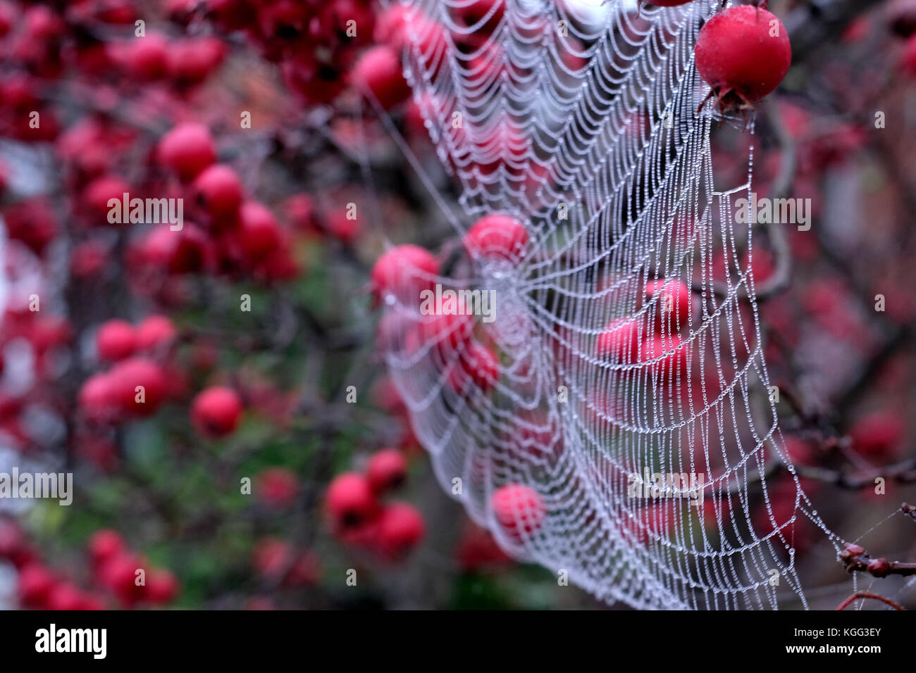 Spider's web hanging from crab apple tree in autumn Stock Photo - Alamy