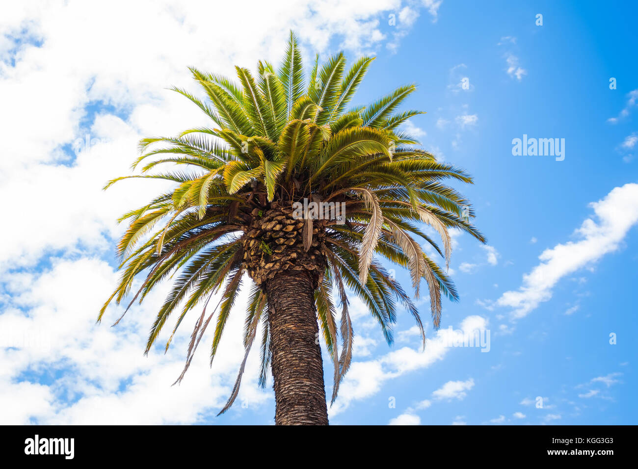 Palm tree from below with blue sky background Stock Photo - Alamy