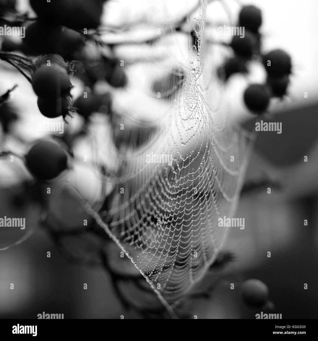 Red apples in branch Black and White Stock Photos & Images - Alamy