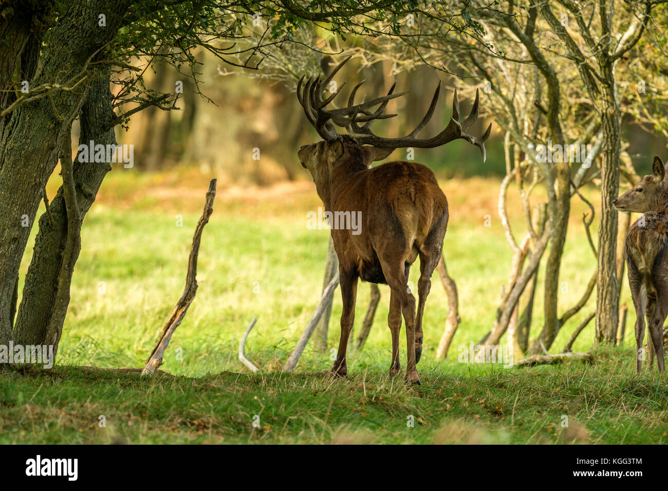 Autumn Red Deer Rut.Image sequence depicting scenes around male Stag's ...