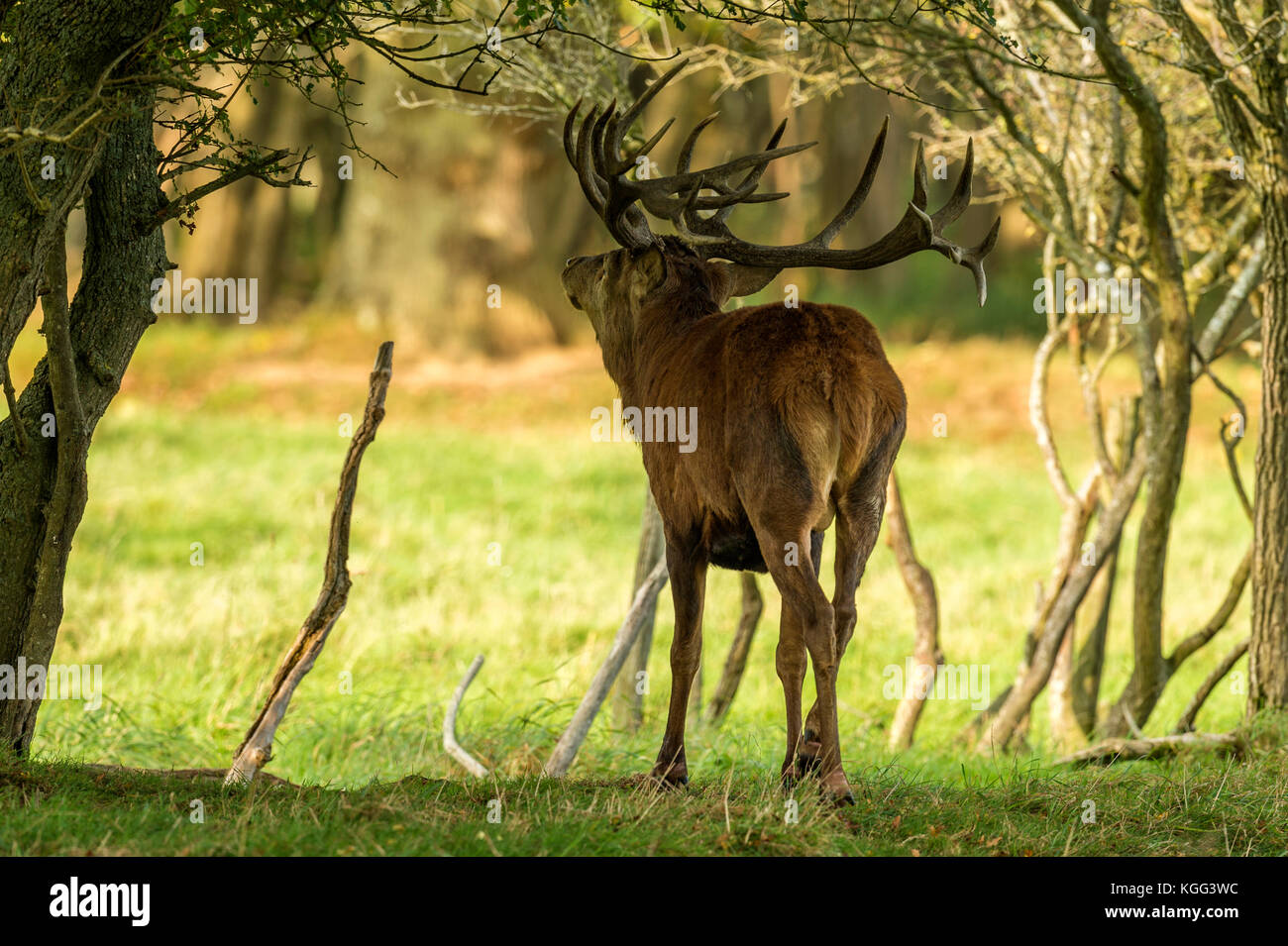 Autumn Red Deer Rut.Image sequence depicting scenes around male Stag's ...