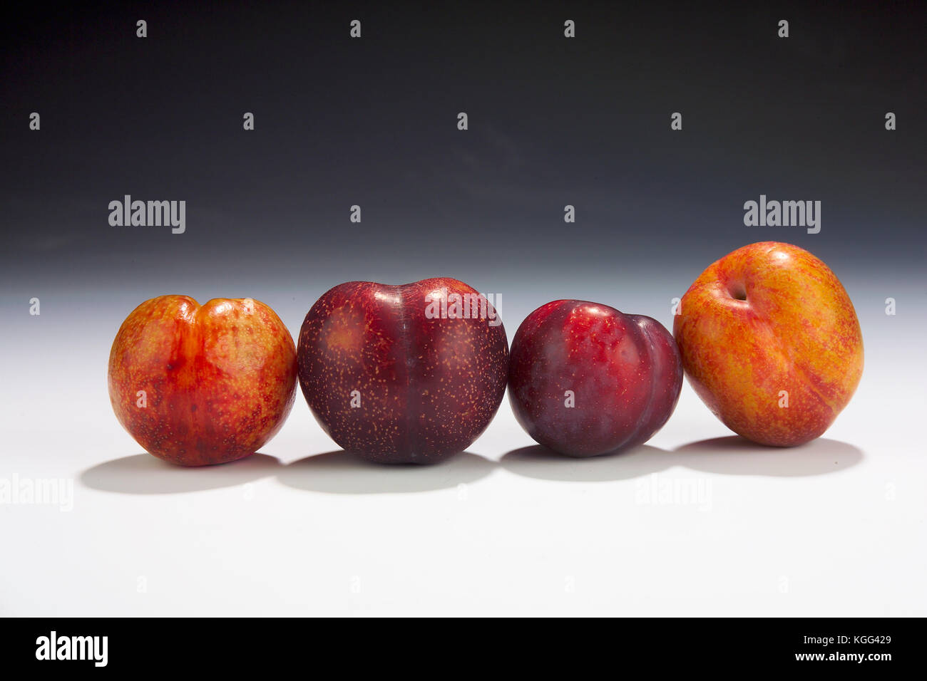 Dinosaur eat egg hi-res stock photography and images - Alamy