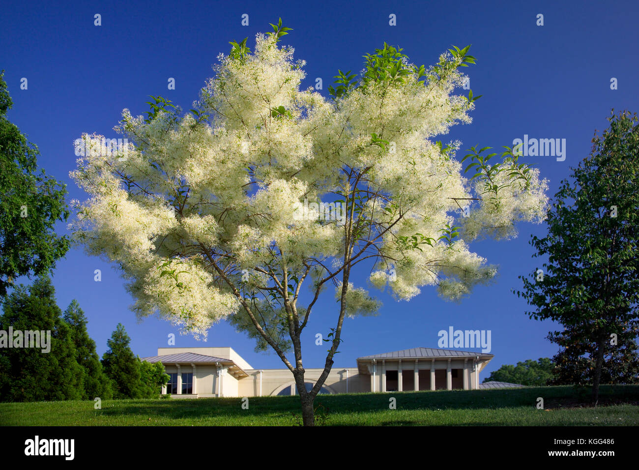 FRINGE TREE (CHIONANTHUS VIRGINICUS MARITIMUS) AKA. OLD MAN'S BEARD OR ...