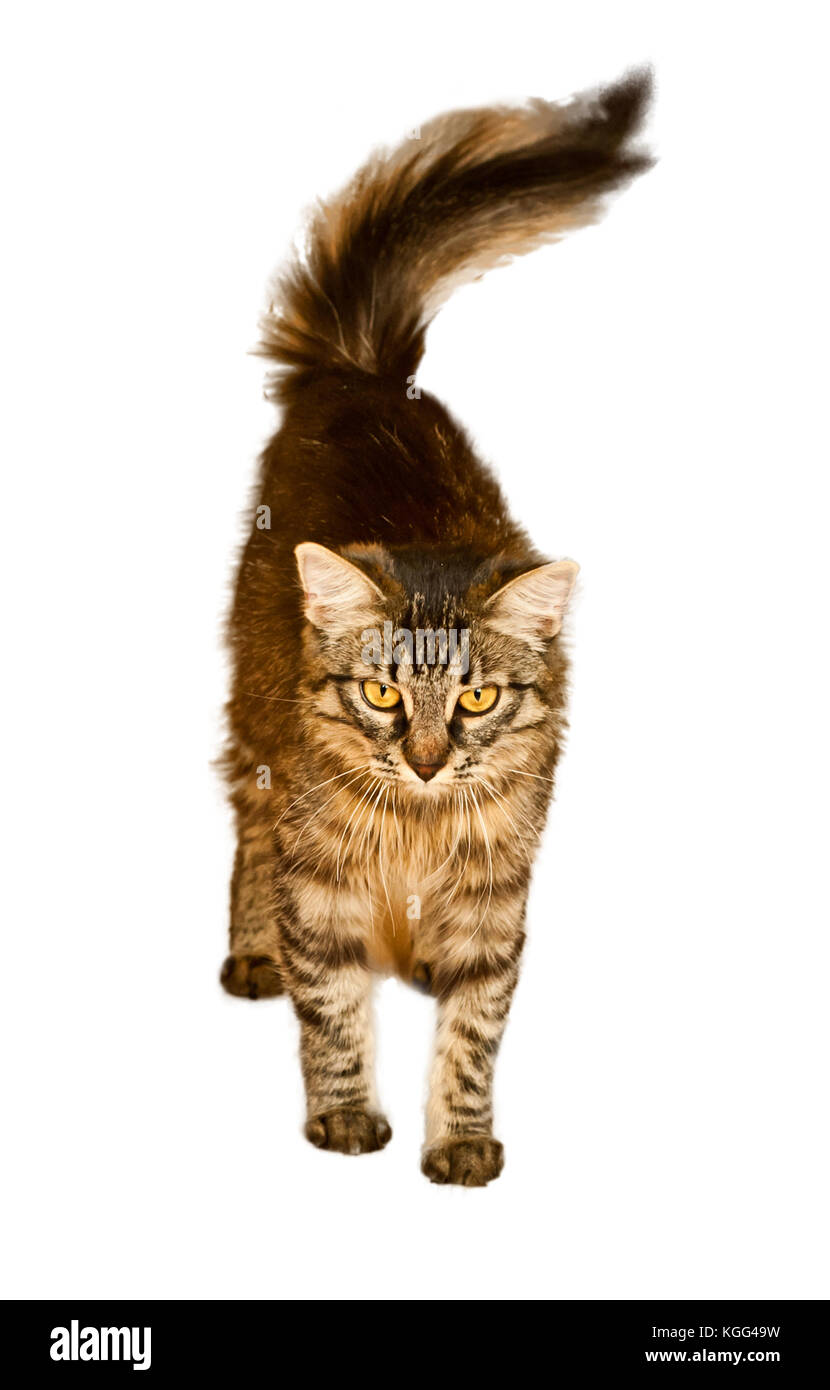 crossbreed domestic cat isolated Stock Photo - Alamy