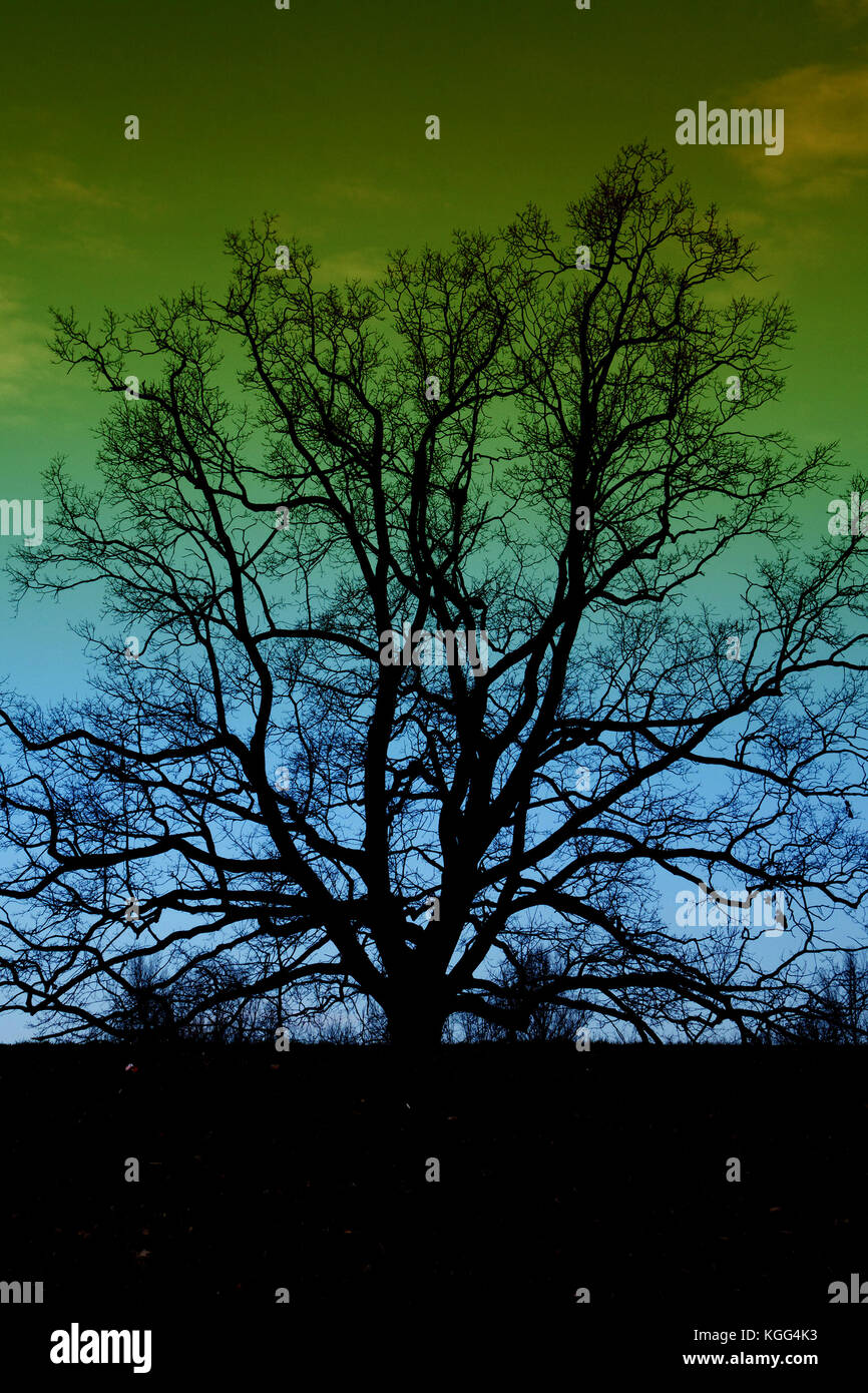 dramatic silhouette of a tree Stock Photo - Alamy