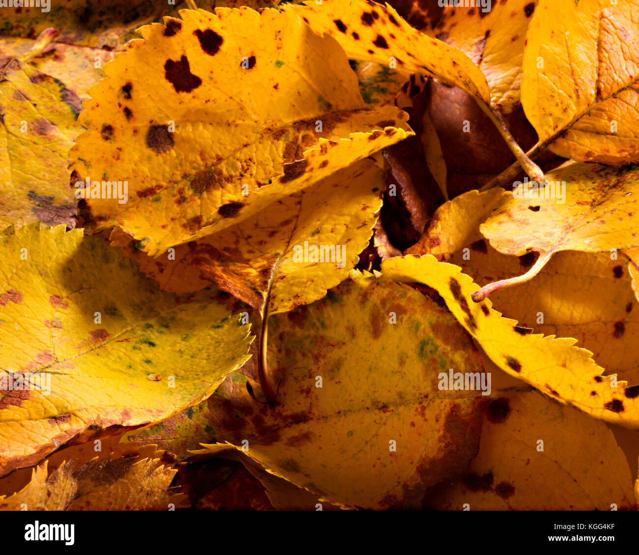 Rustle leaves hi-res stock photography and images - Alamy
