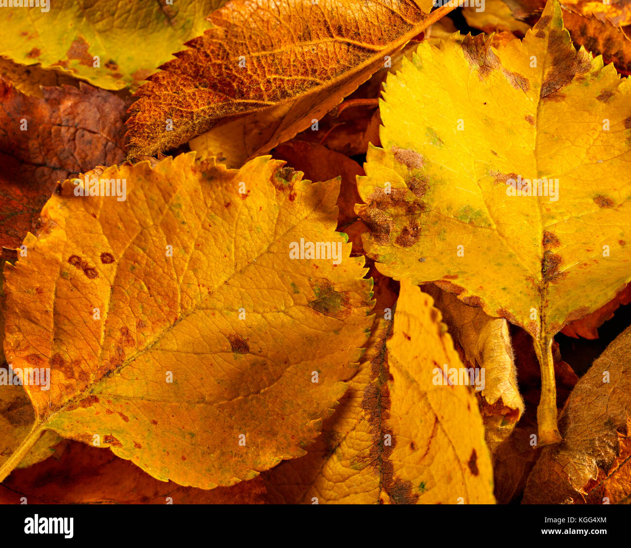 Rustling tree leaves hi-res stock photography and images - Alamy