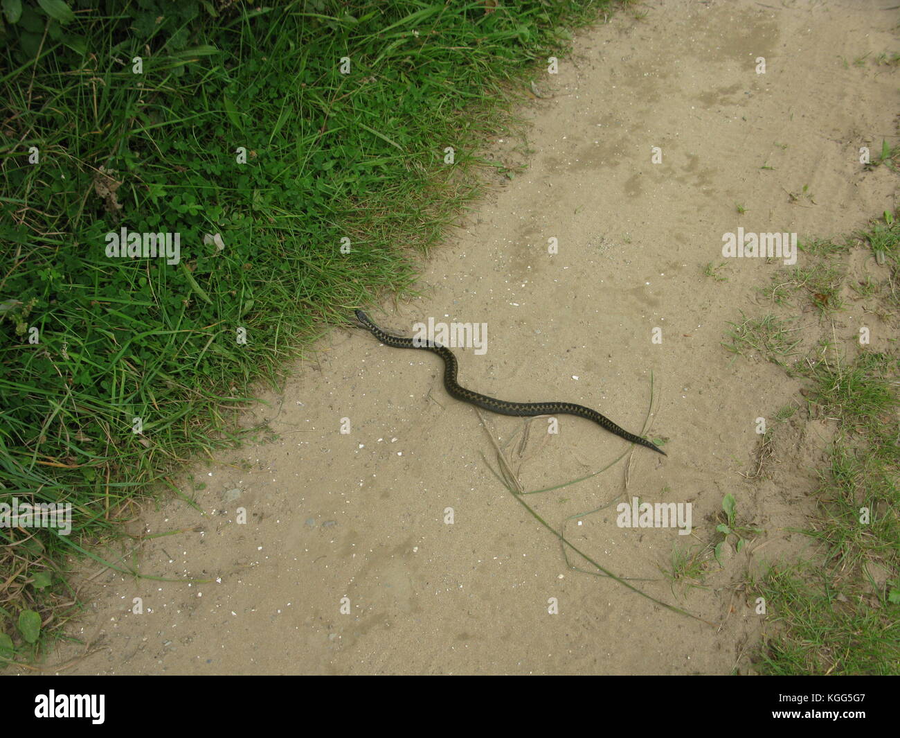Adder snake. The south west coast path Saunton Devon. England. Britain ...