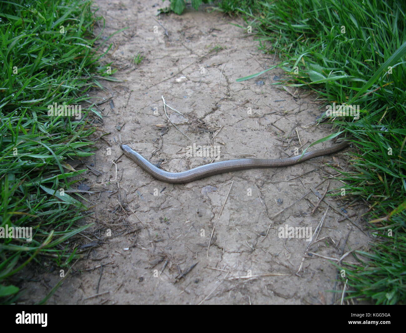 Big slow worm (Lizard that looks like a snake) The south west coast ...