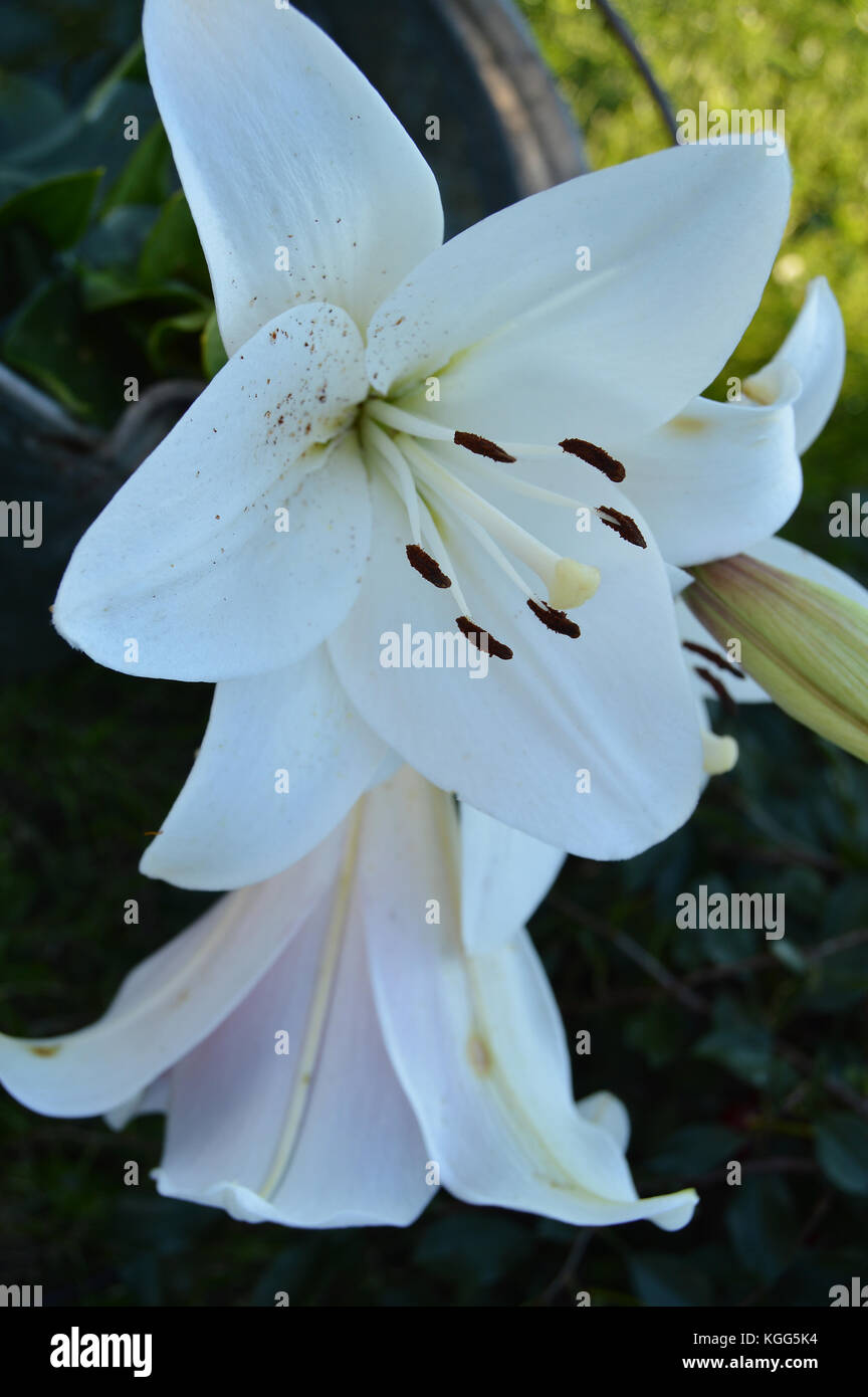 Beautiful white Royal lilies bloom in the garden summer background ...