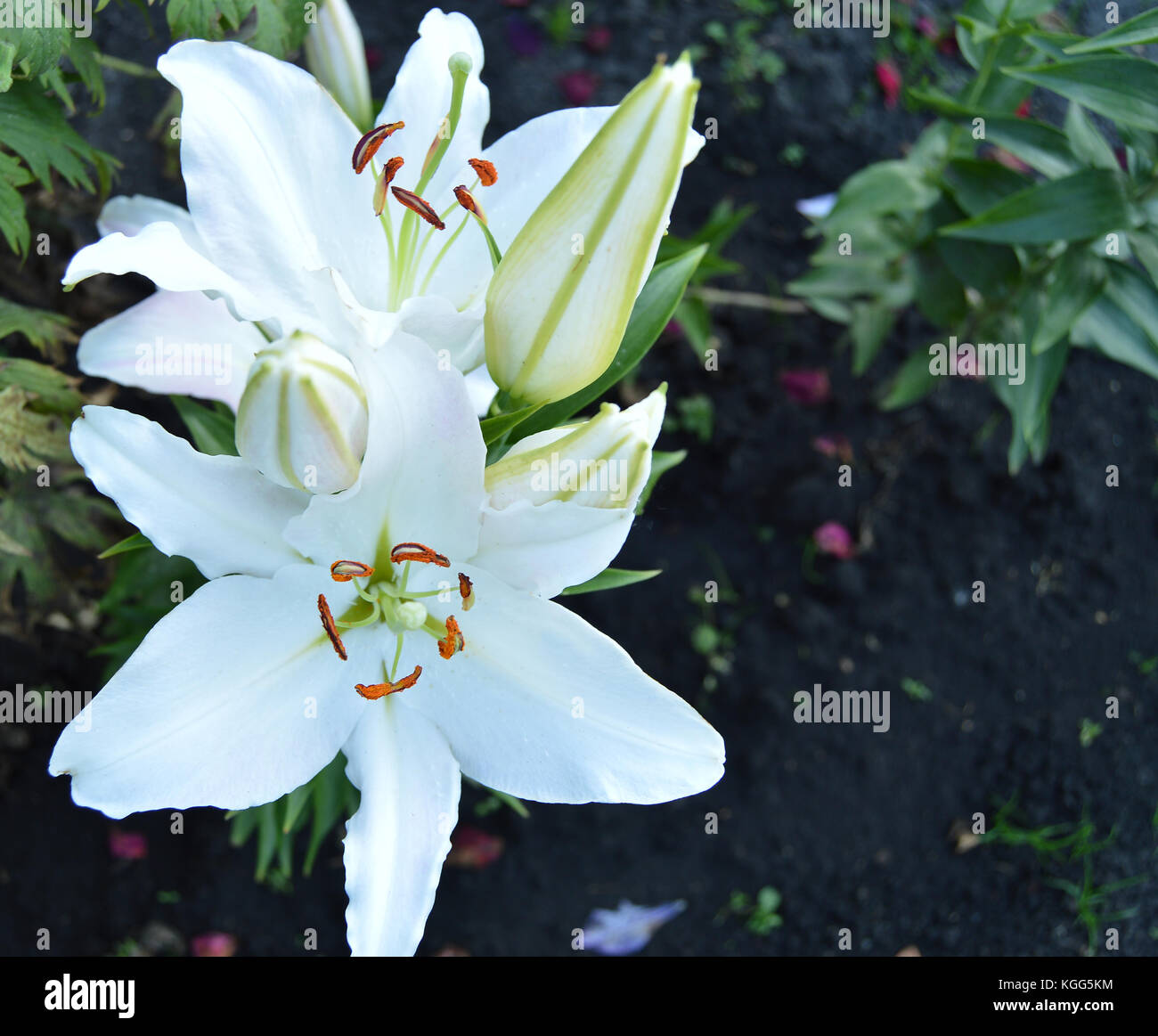 Beautiful white Royal lilies bloom in the garden summer background ...