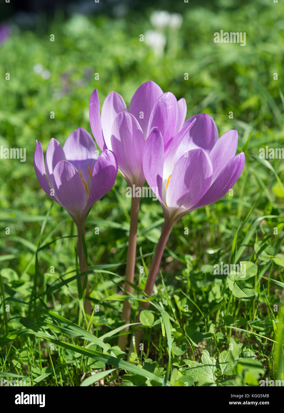 Colchicum autumnale autumn crocus hi-res stock photography and images ...
