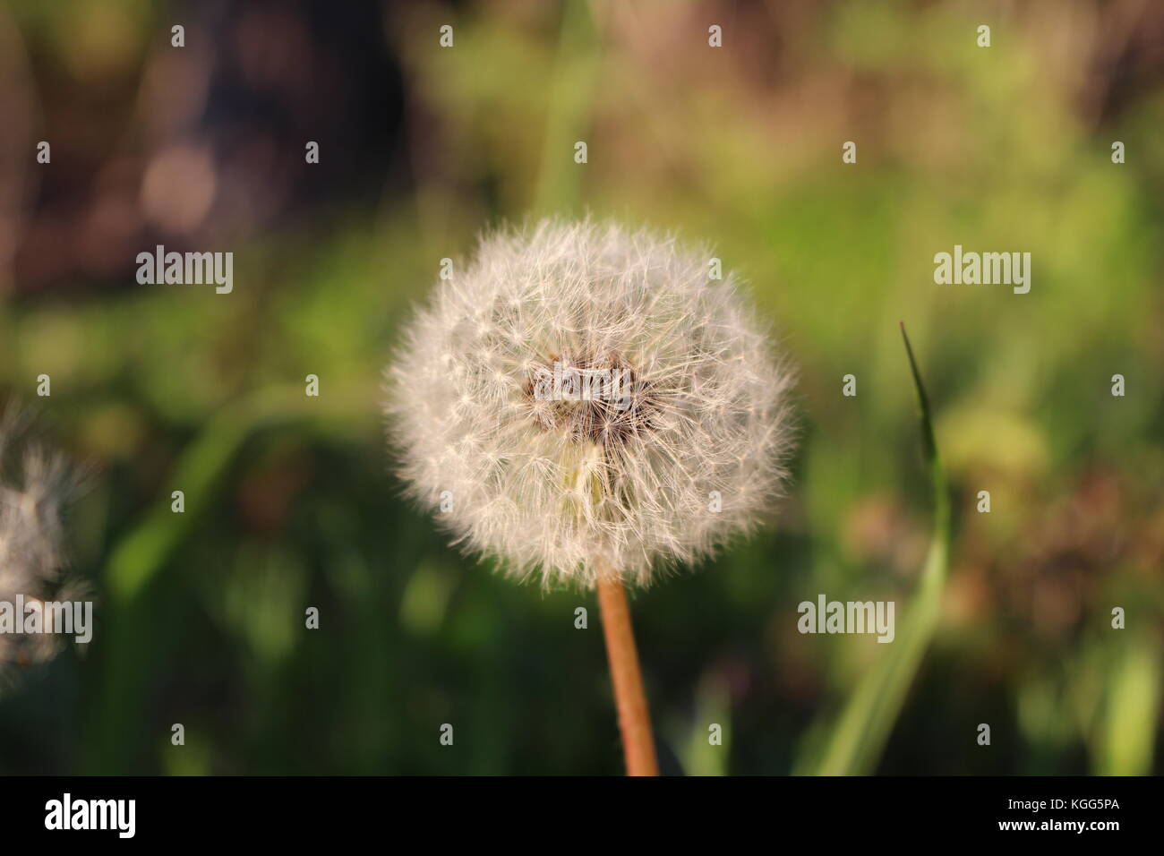Dandelion in Austria Stock Photo - Alamy