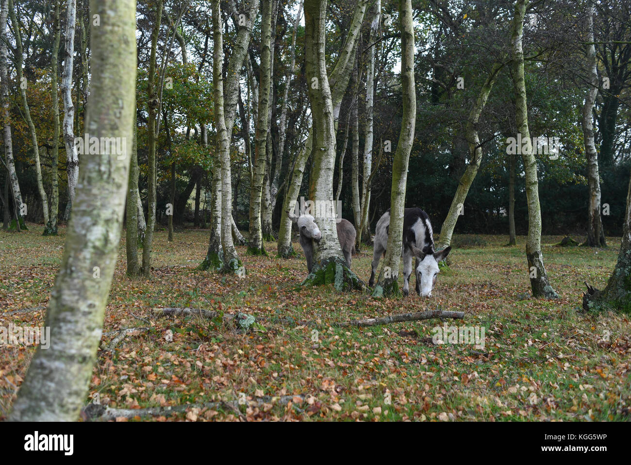 A baby donkey scratches his head on a tree looking like he is hiding ...