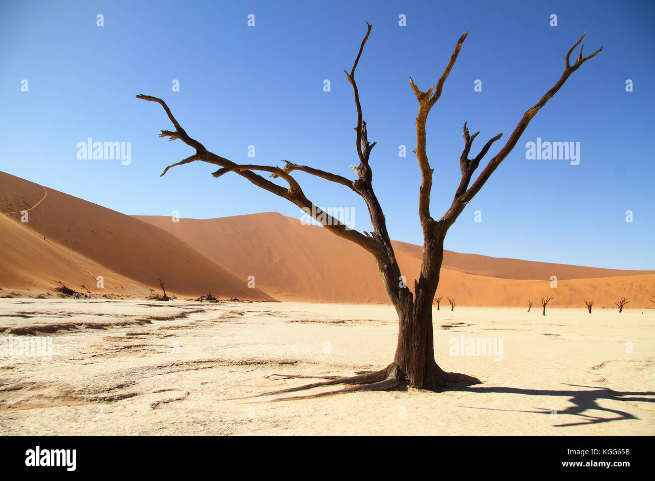 Dead tree in Deadvlei, Sossusvlei, Namib Nauflutf National Park, Namib ...
