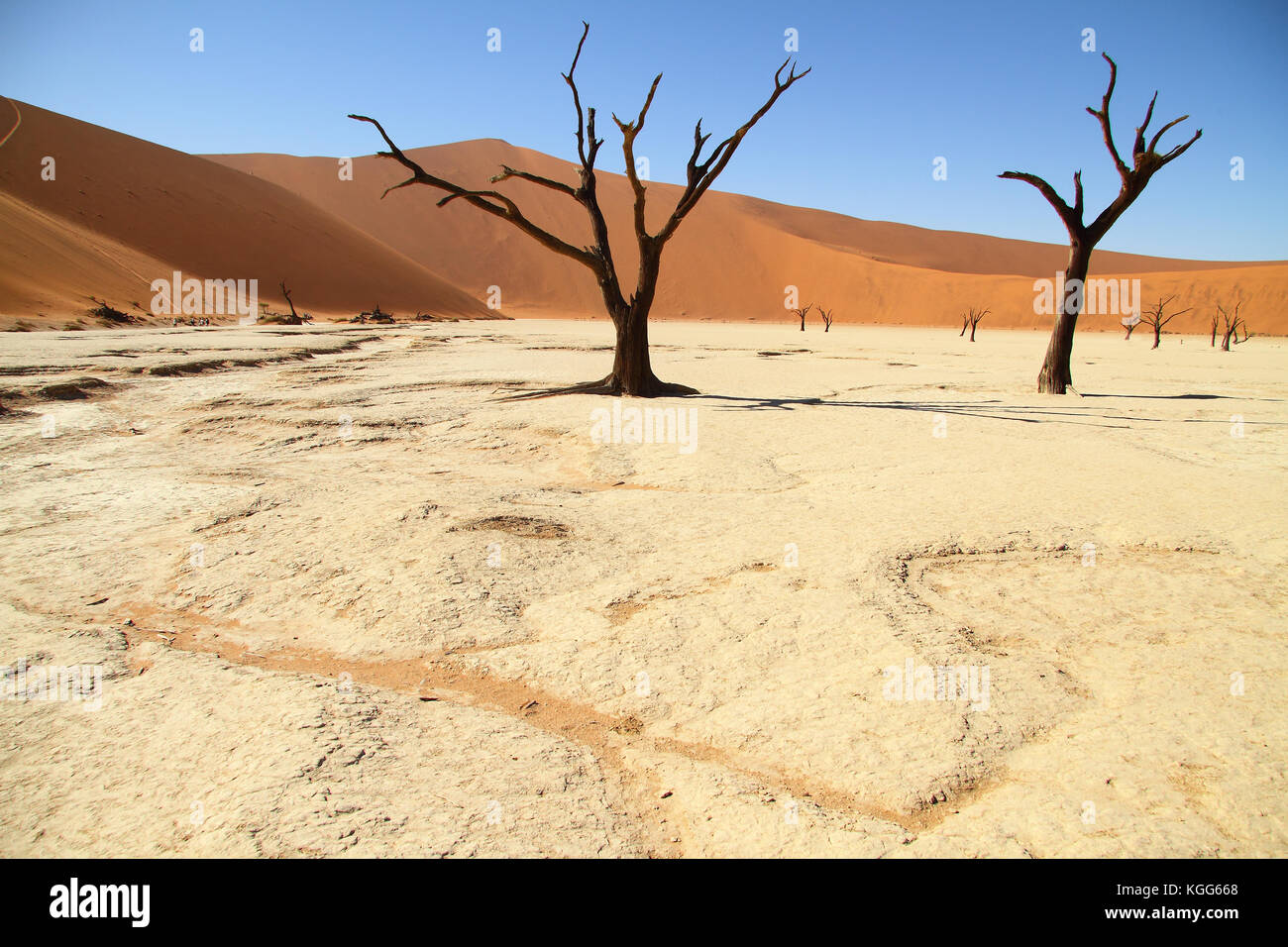 Dead trees in Deadvlei, Sossusvlei, Namib Nauflutf National Park, Namib ...