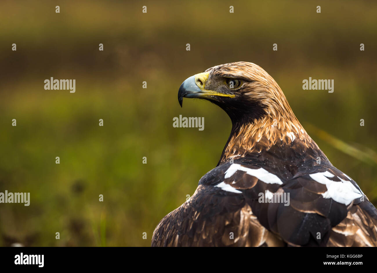 An Imperial eagle / an eastern imperial eagle / close up image / bird ...
