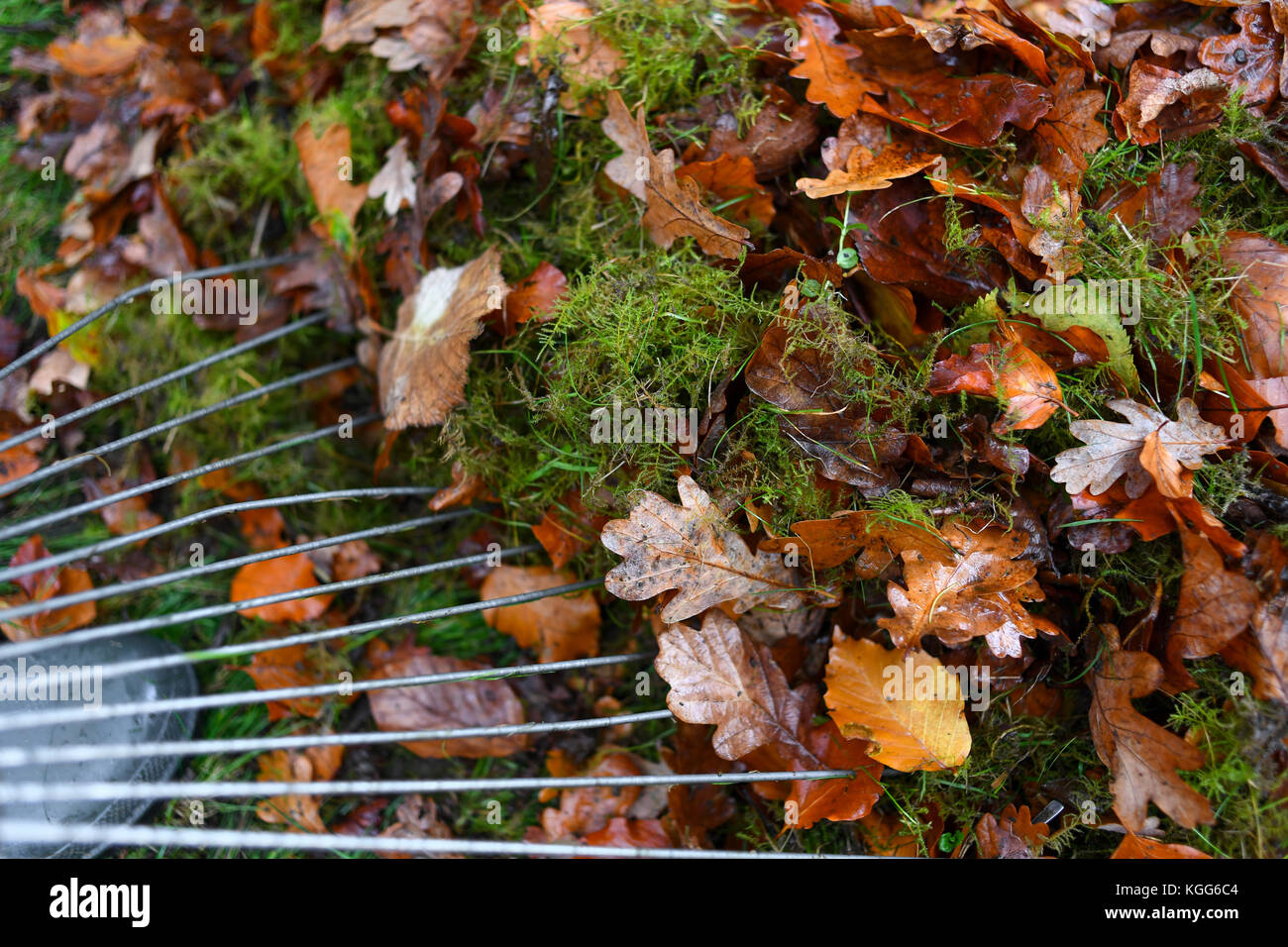 Clearing the garden of fallen leaves from the Autumn fall and recycling ...