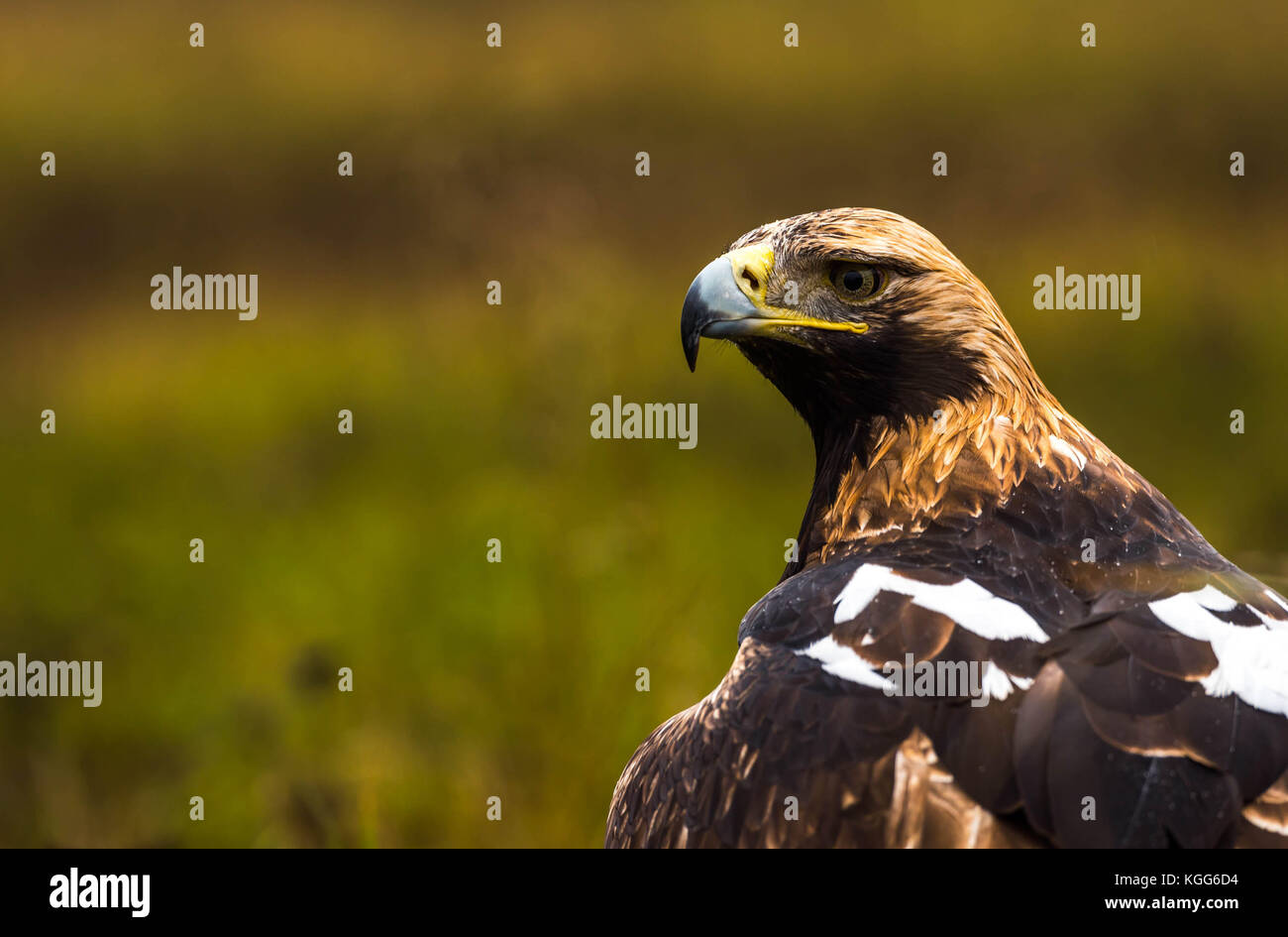 Austrian Eagle Stock Photos & Austrian Eagle Stock Images - Alamy