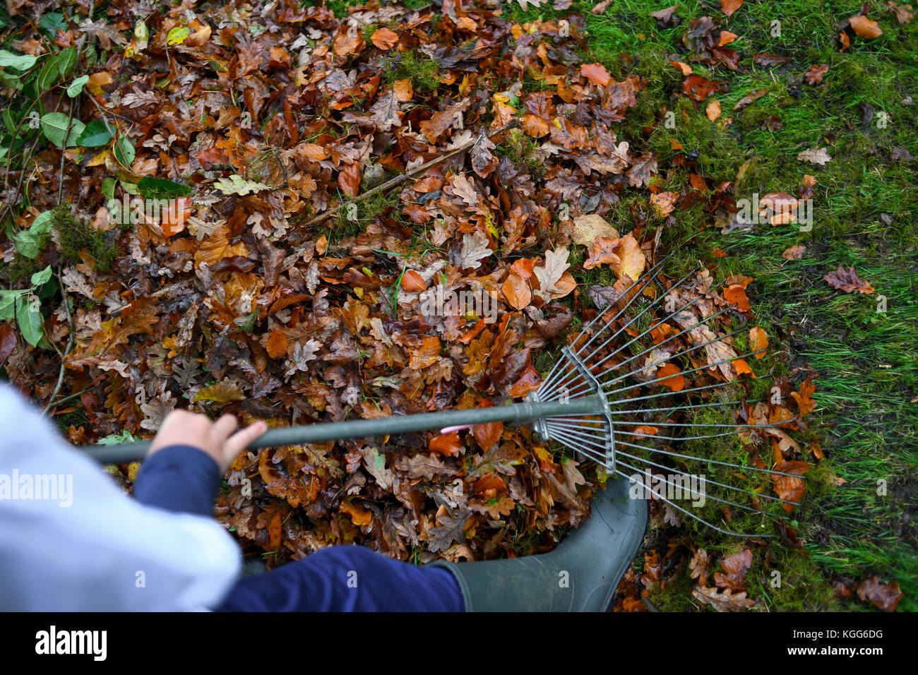 Clearing the garden of fallen leaves from the Autumn fall and recycling ...