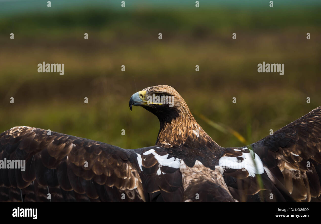 An Imperial eagle / an eastern imperial eagle / close up image / bird ...