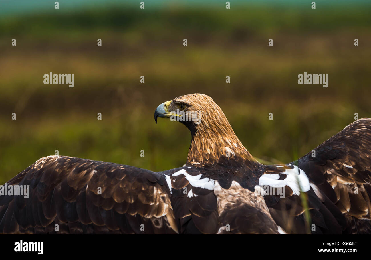 An Imperial eagle / an eastern imperial eagle / close up image / bird in captivity Stock Photo ...