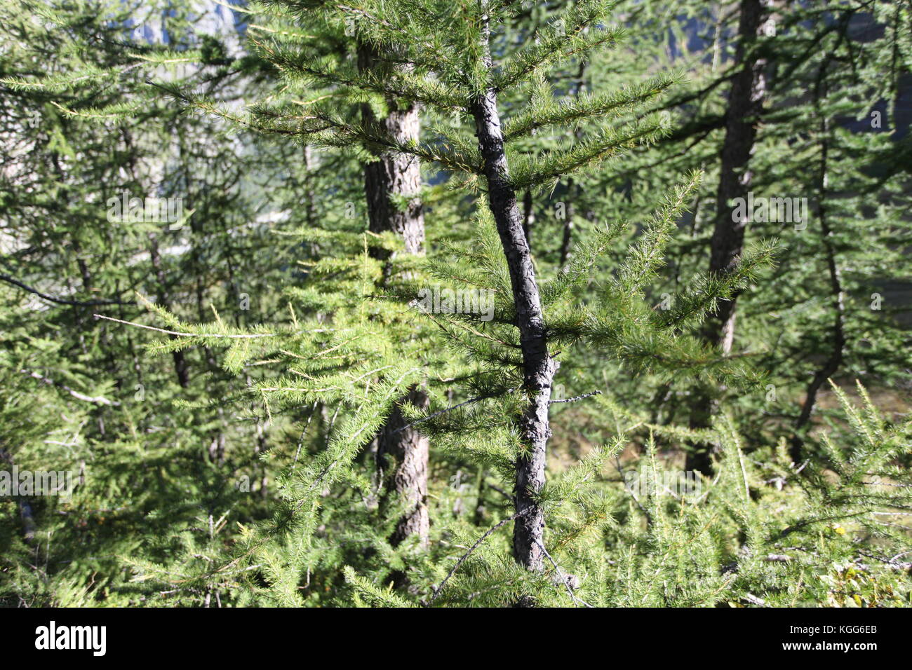 perfect green colored pines of an alpine pine tree around the mont ...