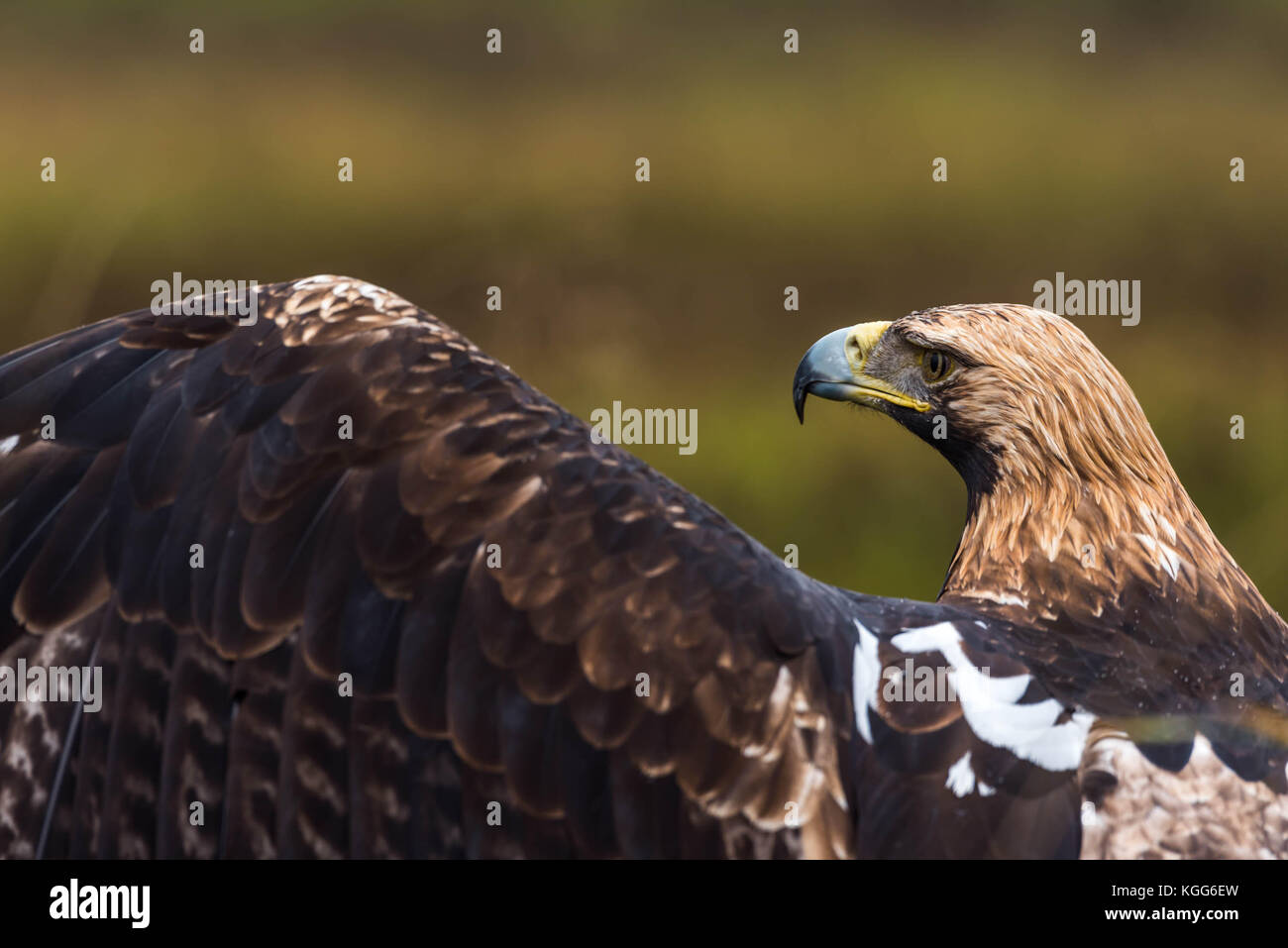 An Imperial eagle / an eastern imperial eagle / close up image / bird ...