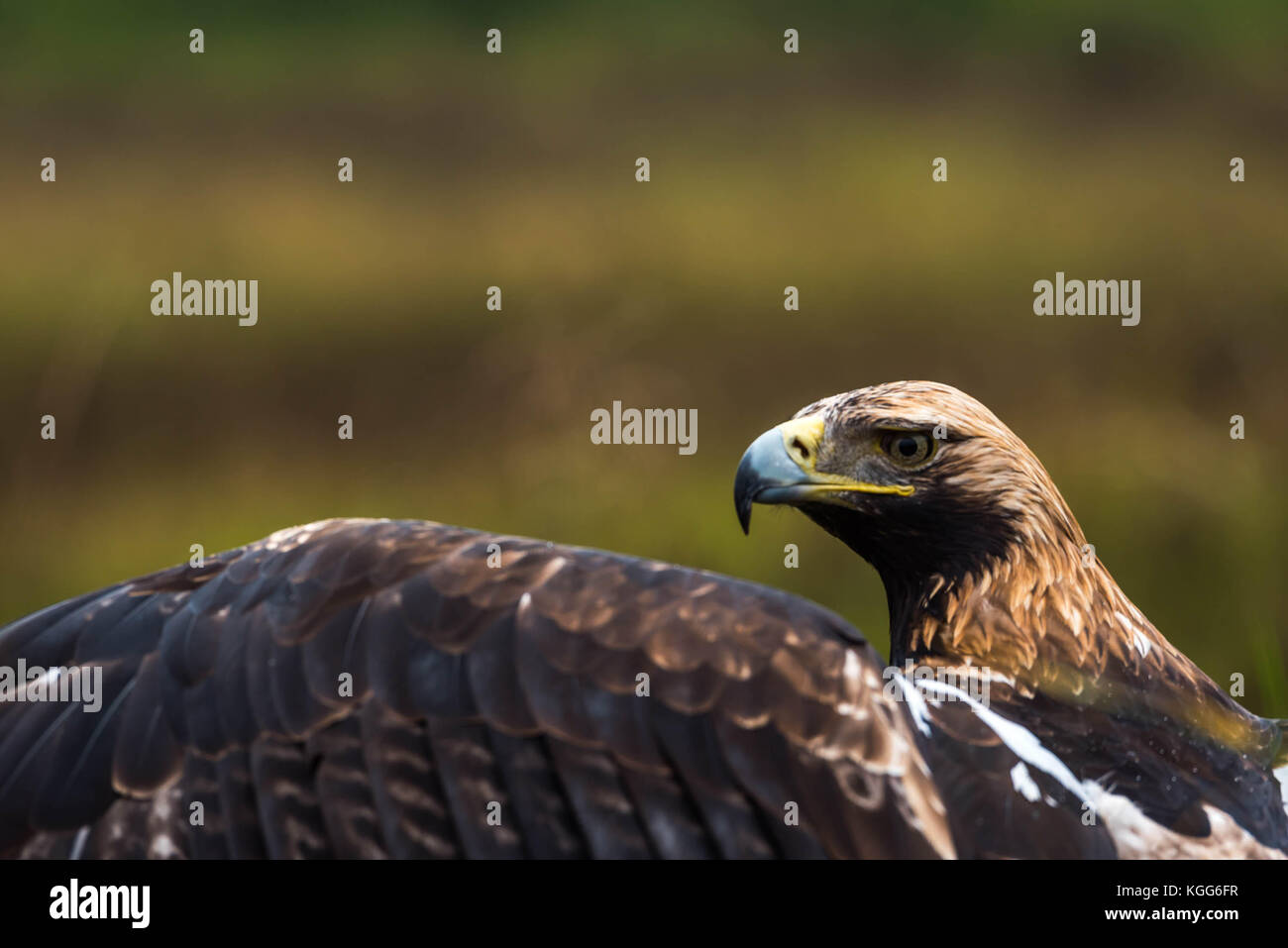 Imperial eagle hi-res stock photography and images - Alamy