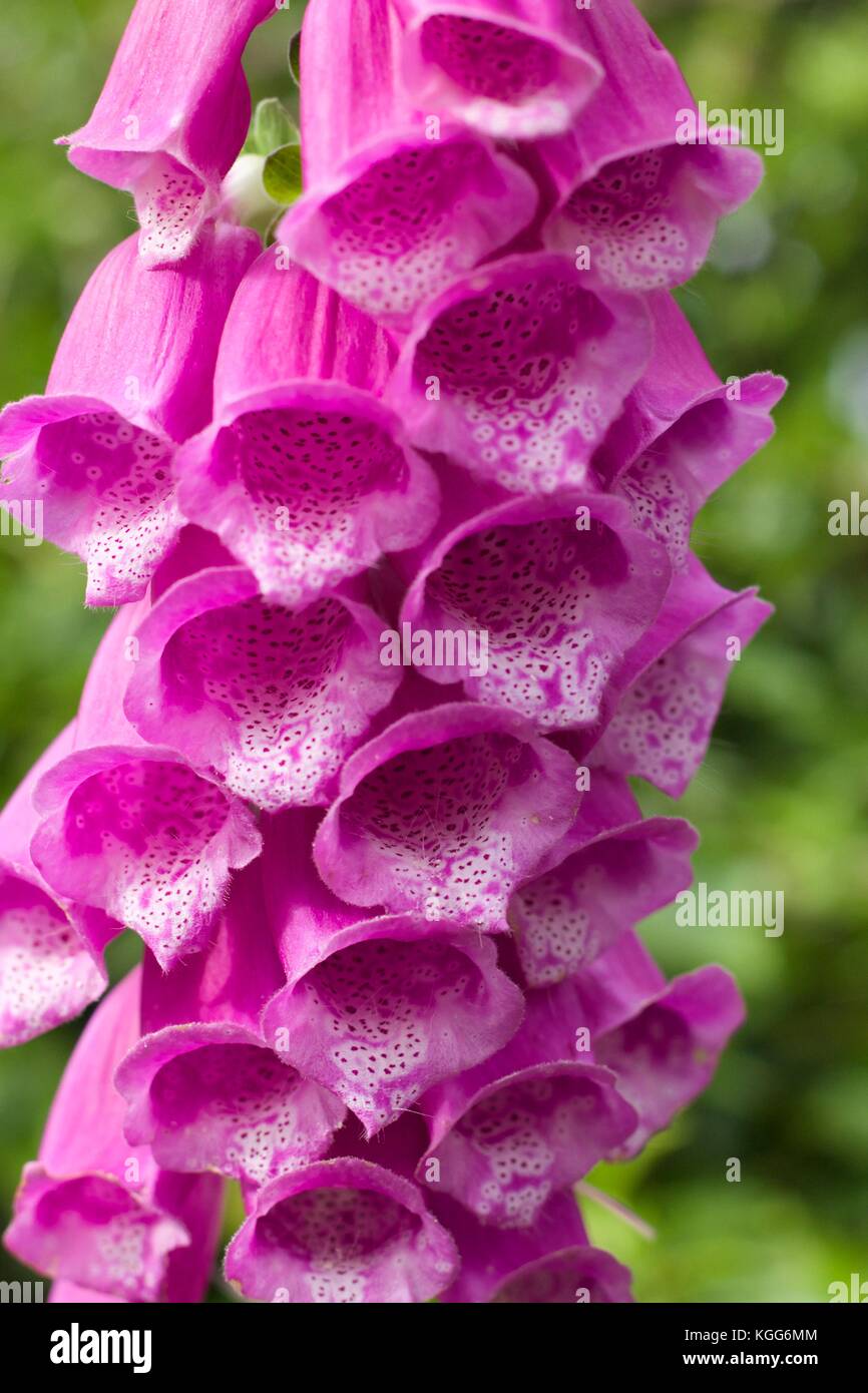 purple Foxglove wild Flower Stock Photo - Alamy