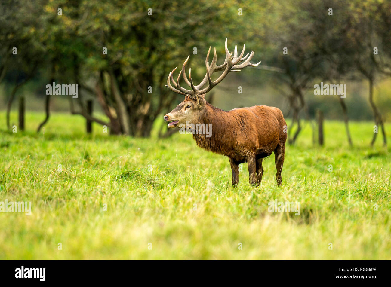 Autumn Red Deer Rut.Image sequence depicting scenes around male Stag's ...