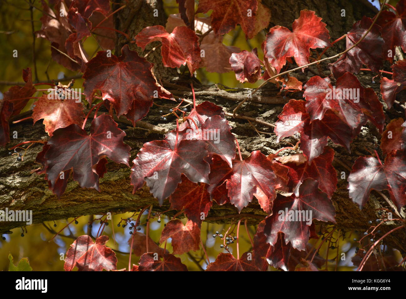 Autumn color leaves of vine growing on tree branch Stock Photo - Alamy