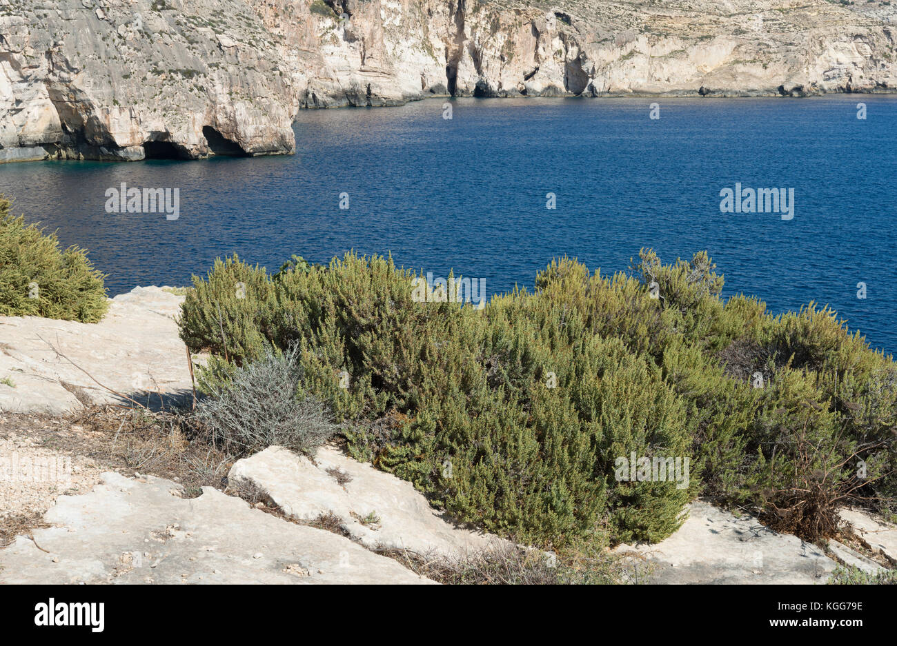 Maltese salt tree hi-res stock photography and images - Alamy