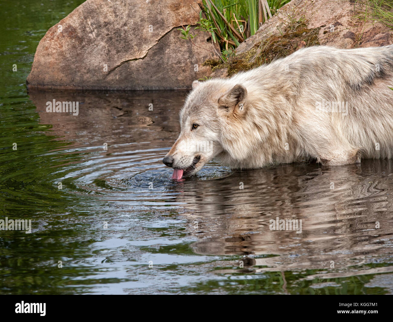Wolf Drinking From a Pool of Water Stock Photo - Alamy