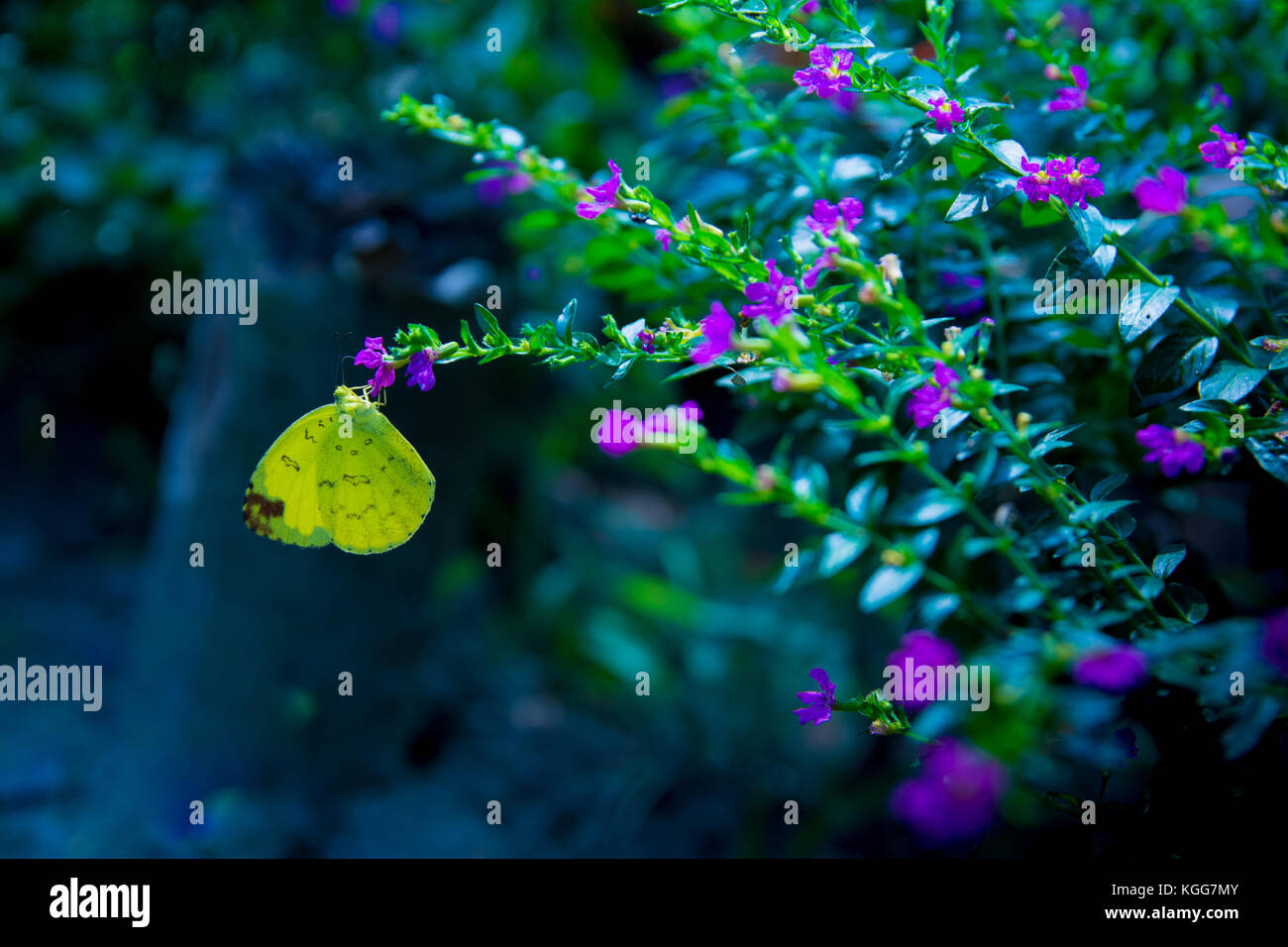 Realistic butterfly hi-res stock photography and images - Alamy