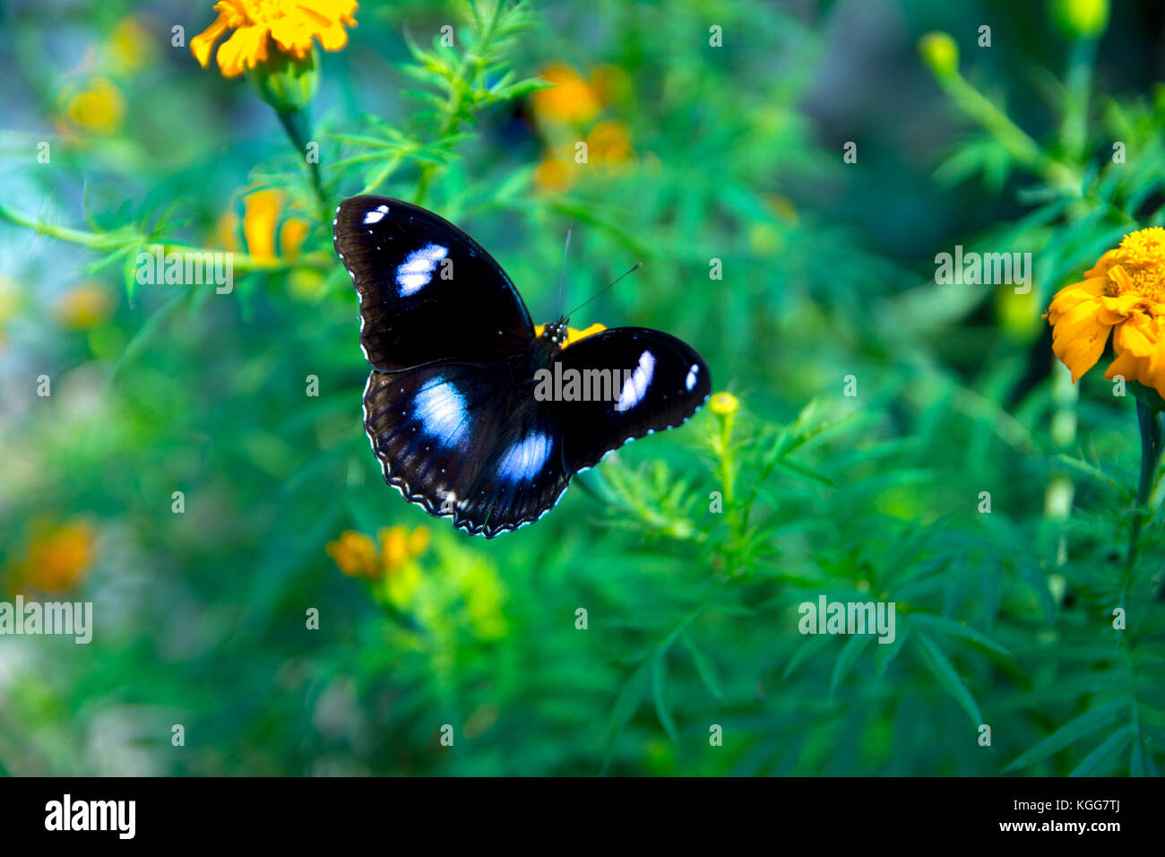 White Spot Black Butterfly Stock Photo - Alamy
