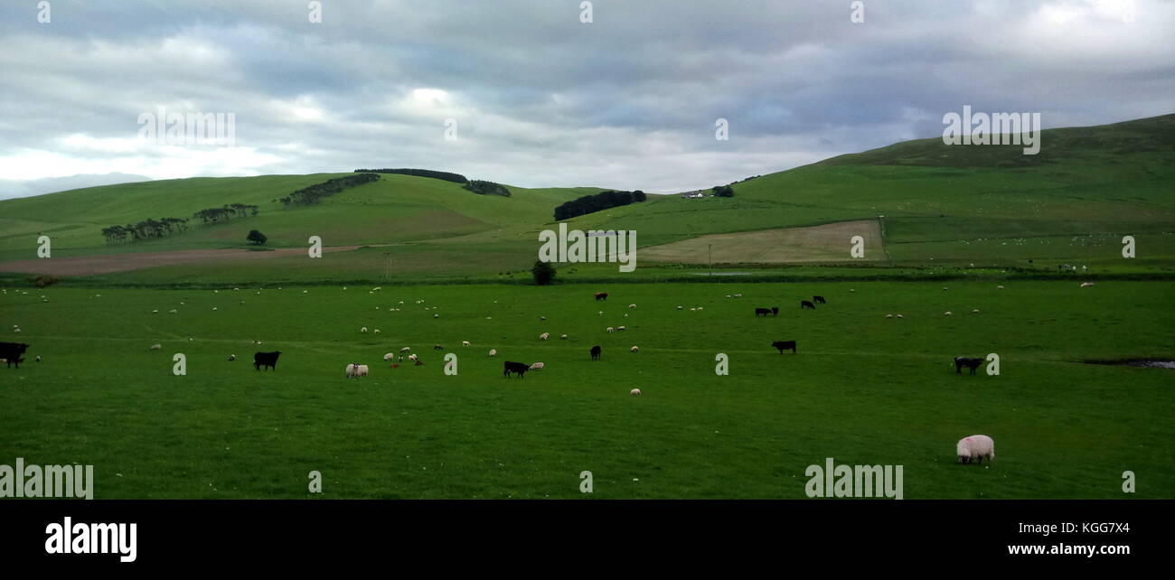 Farm Pasture Harvest Scotland Landscape Stock Photo - Alamy