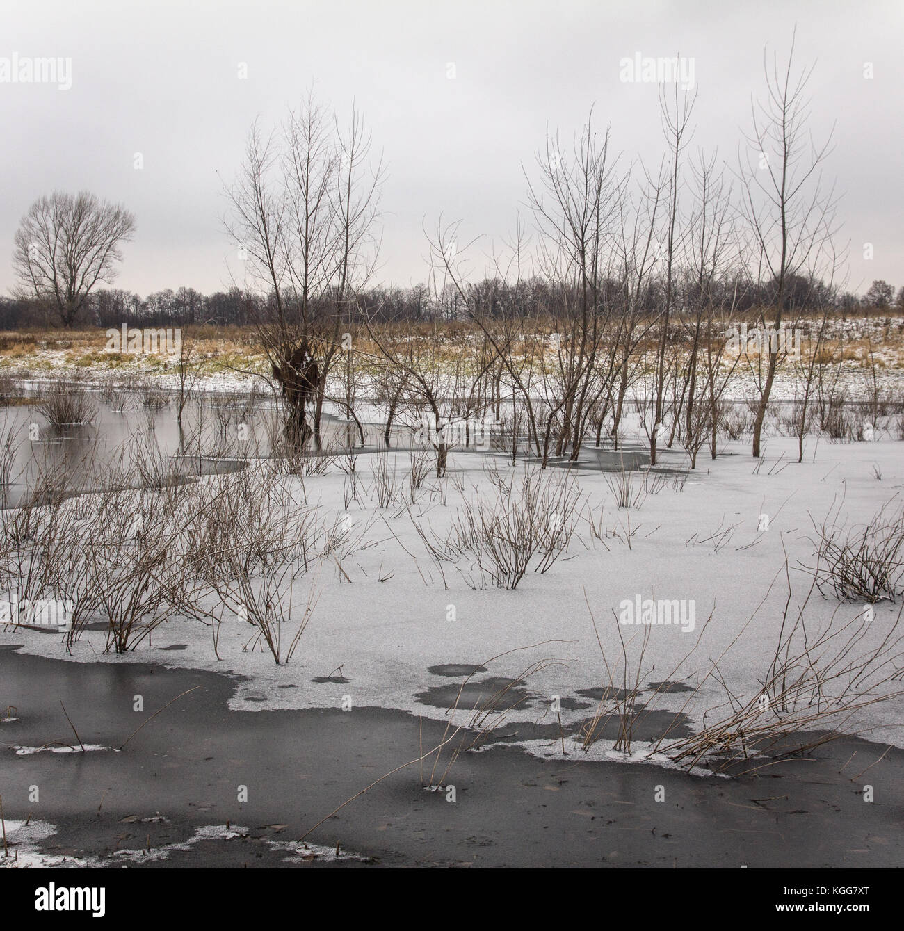 Late Autumn.Frosted pond under thin ice with coastal grass and shore ...