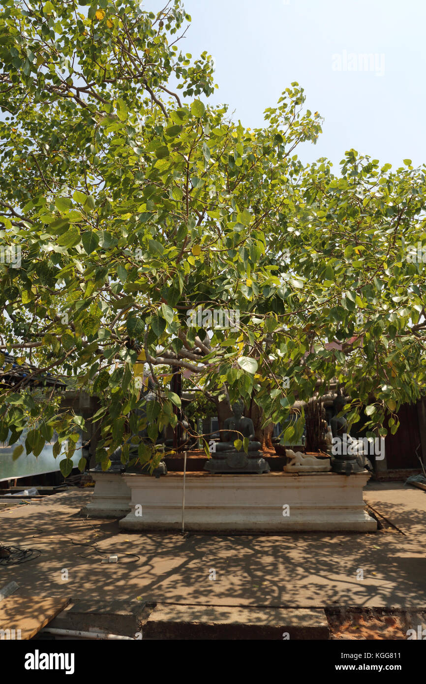 Bodhi tree sri lanka hi-res stock photography and images - Alamy