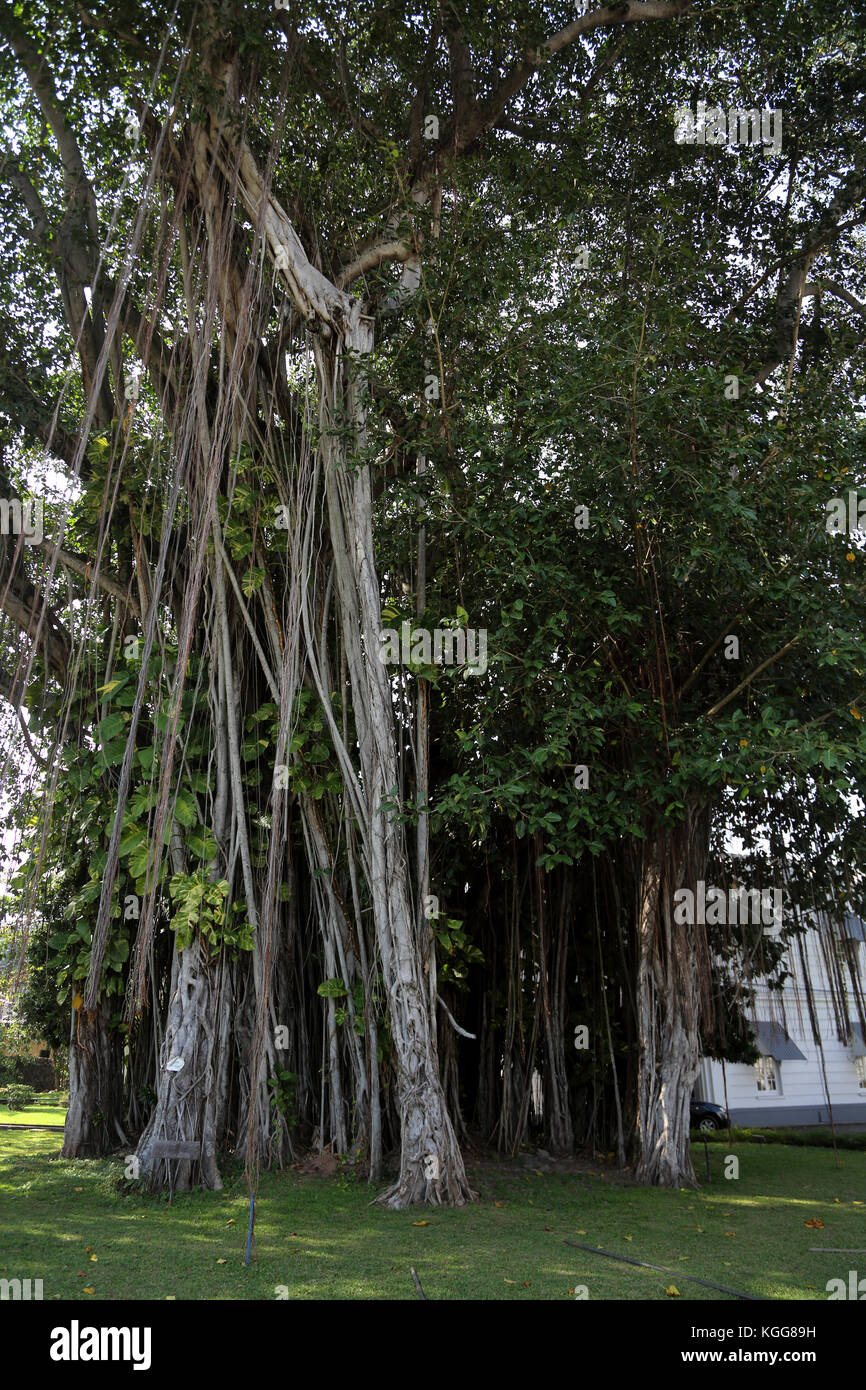 Cinnamon Tree Stock Photos & Cinnamon Tree Stock Images - Alamy