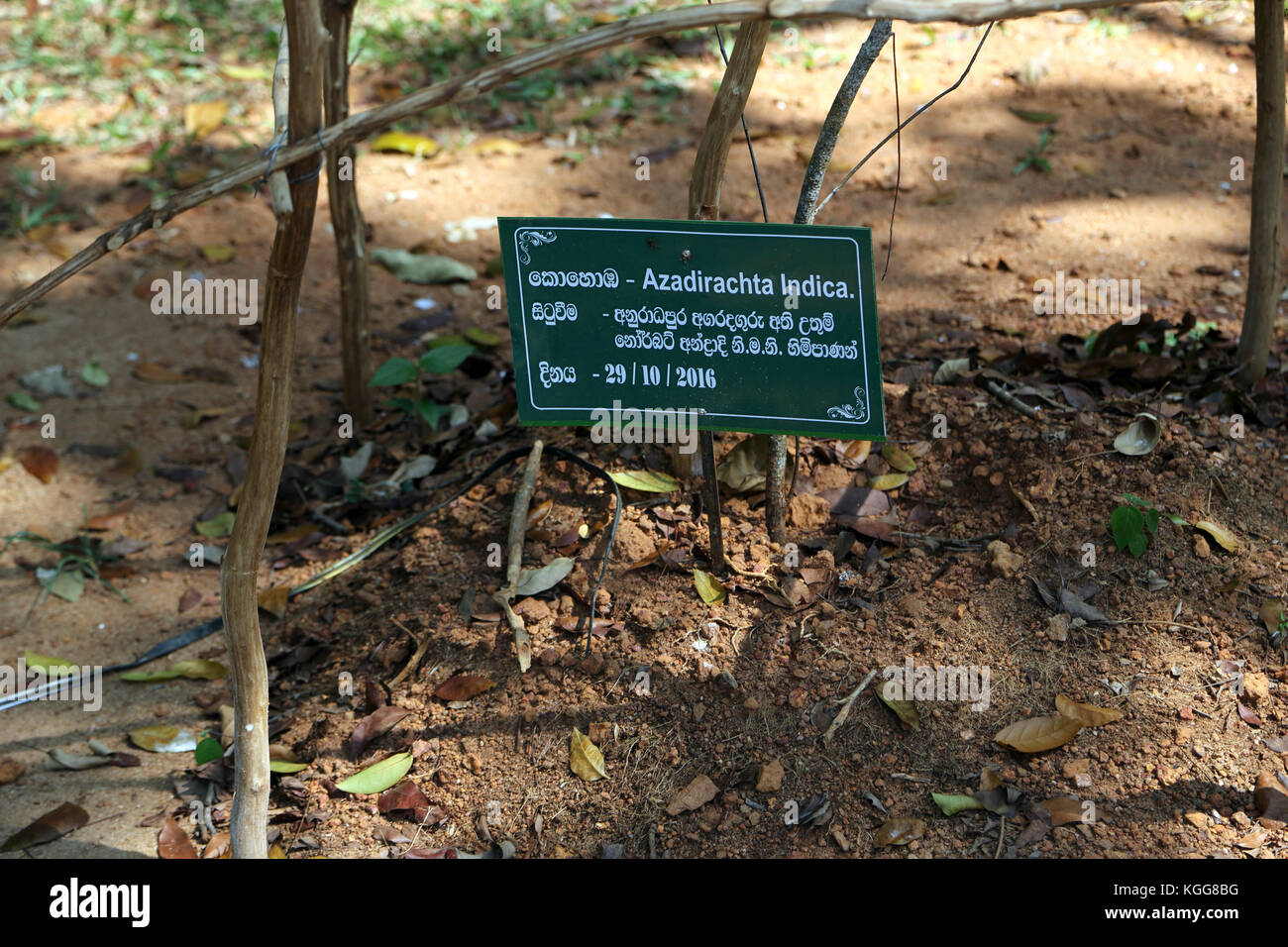 Basilica of our lady of lanka tewatte ragama sri lanka Azadirachta ...