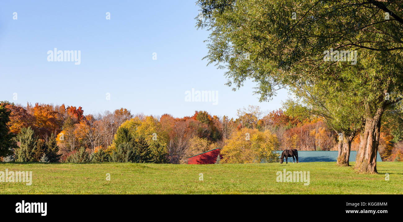 Idyllic pasture scene in the autumn. Horse grazing under large shade ...