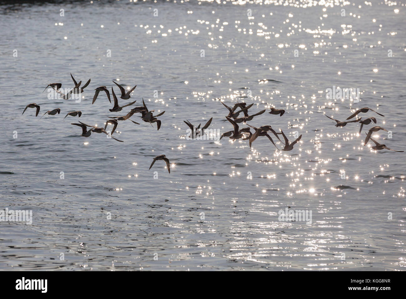 A flock of Turnstone birds (Arenaria interpres) in Winter plumage ...